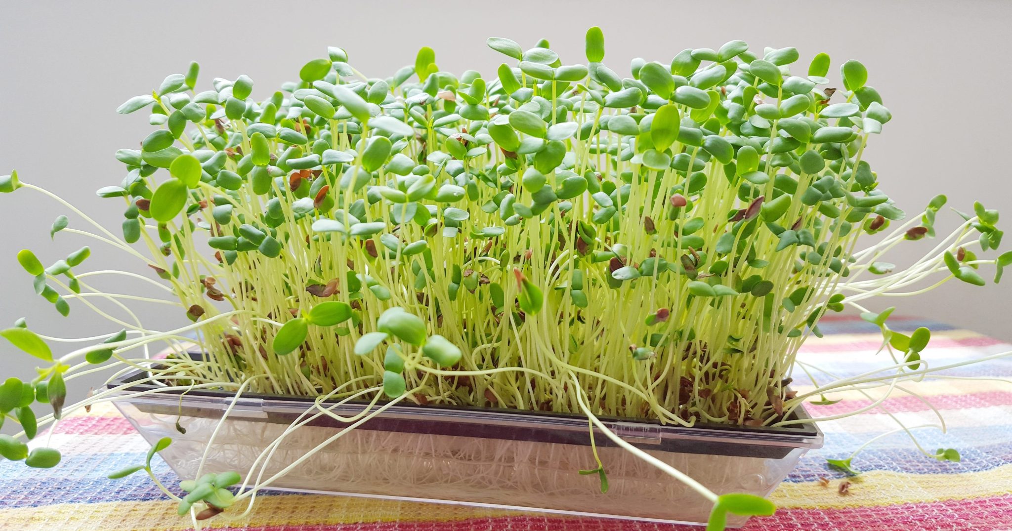 How to Grow Broccoli Sprouts - Vitawell