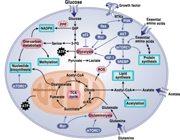 7 Cancer Pathways Simply Explained – Vitawell